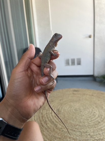 Stunning Purple Translucent Iguanas Green Iguana by ...