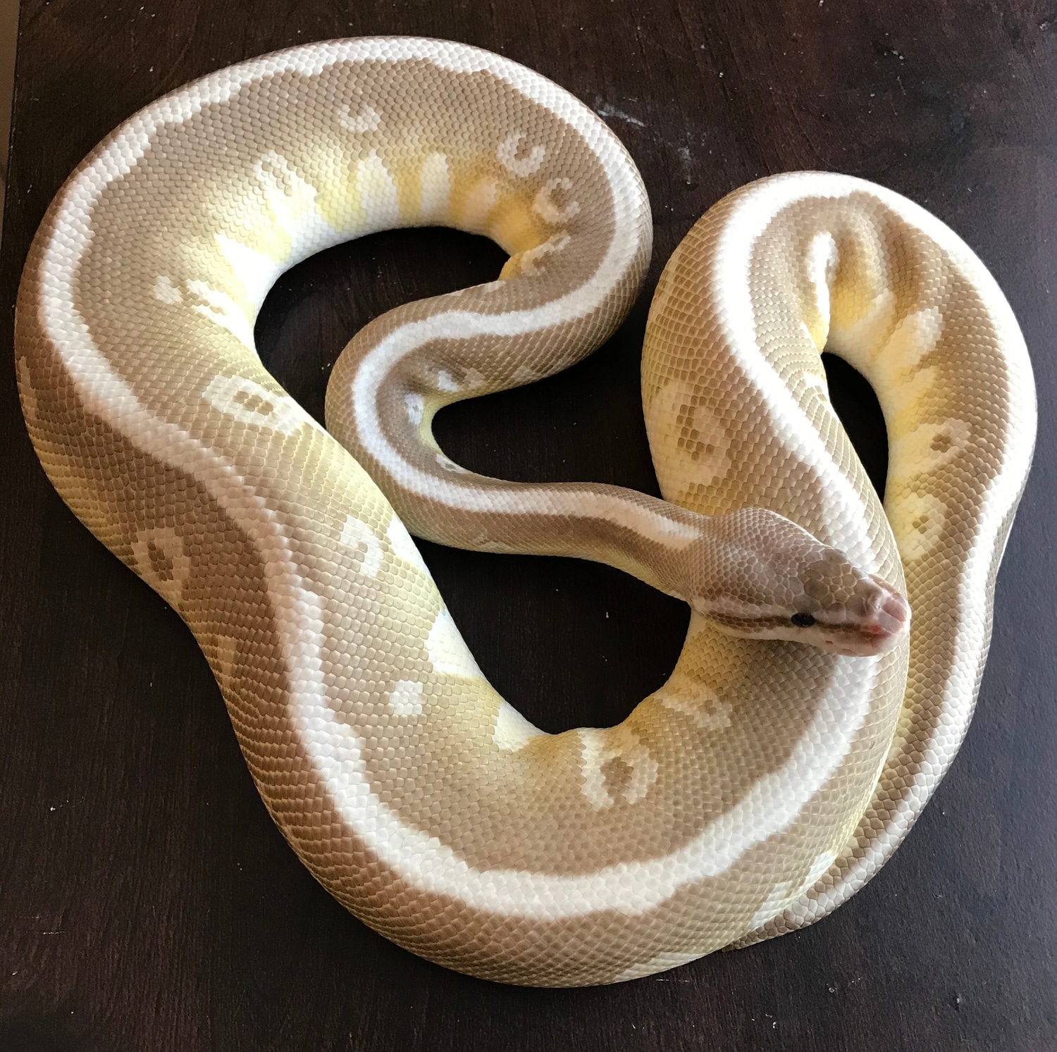 Pastel Soul Sucker Ball Python by Morph pit llc - MorphMarket