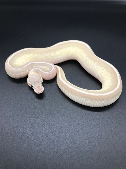 Super Pastel Soul Sucker Ball Python by Morph pit llc