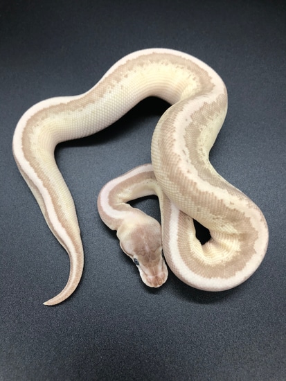 Lemon Blast Soul Sucker Ball Python by Morph pit llc