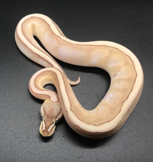 Bamboo G-stripe Ball Python by Morph pit llc