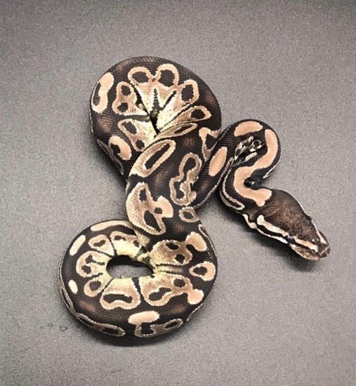 Vpi Axanthic DH 66% Albino Genetic Stripe Ball Python by Morph pit llc
