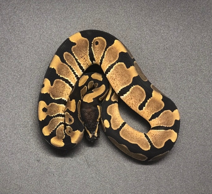 100% Vpi Axanthic 66% Clown 50% Lavender Albino Ball Python by Morph ...