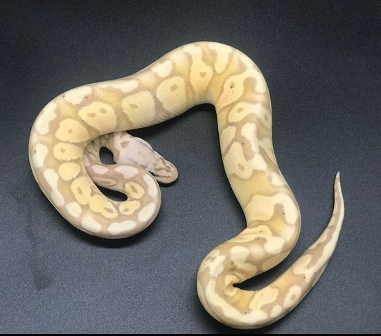 Pastel Banana Het Genetic Stripe Pos.YB Ball Python by Morph pit llc
