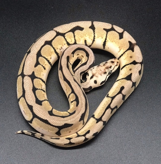 Yellow Belly Bumblebee Genetic Stripe Ball Python by Morph pit llc