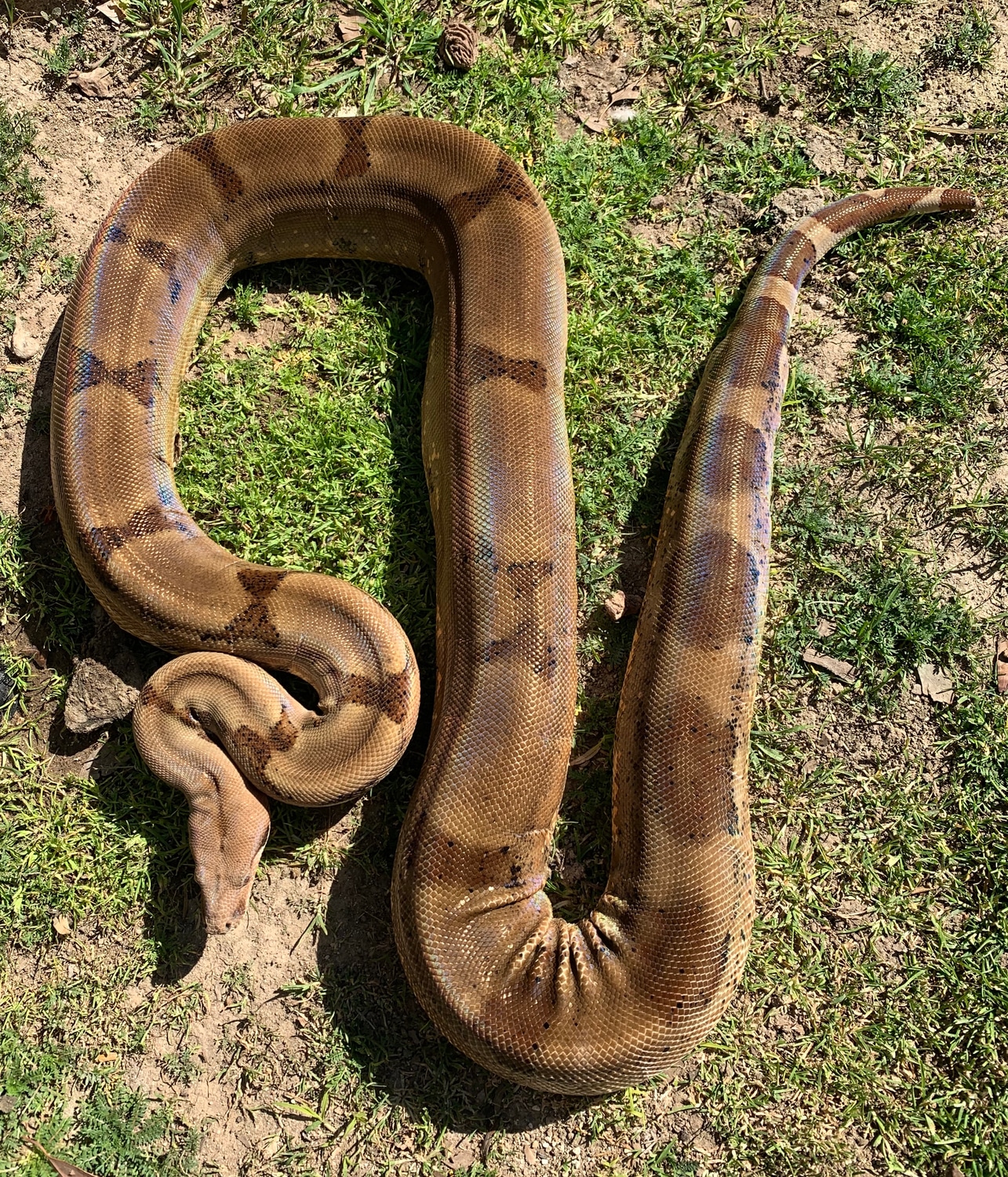 Giant Hypo FIRE Boa Boa Constrictor by William Corwin - MorphMarket