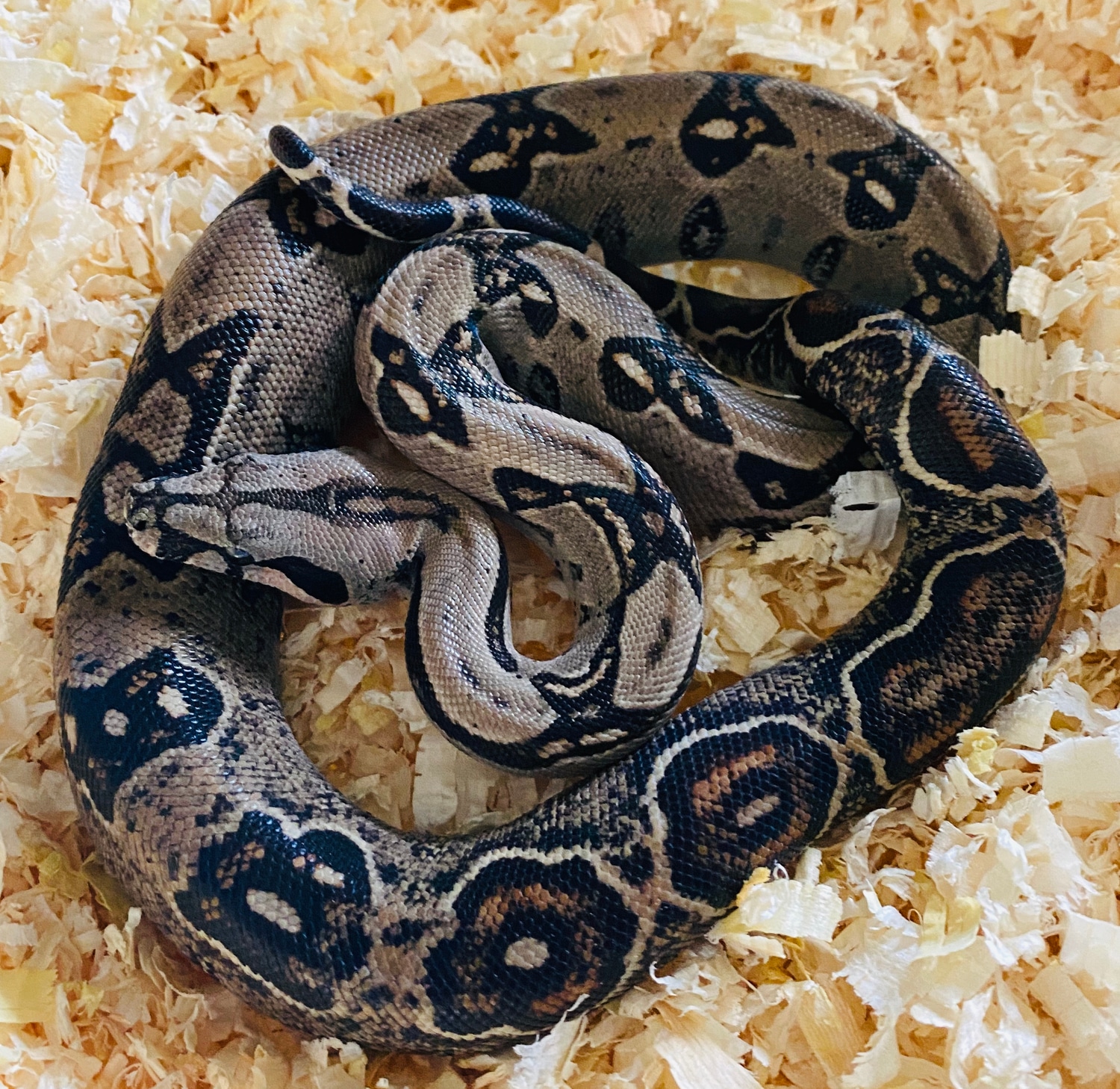 2018 Multi Gene Boa, Blood, Leopard, Anery 2 And Poss Het Kahl Albino ...