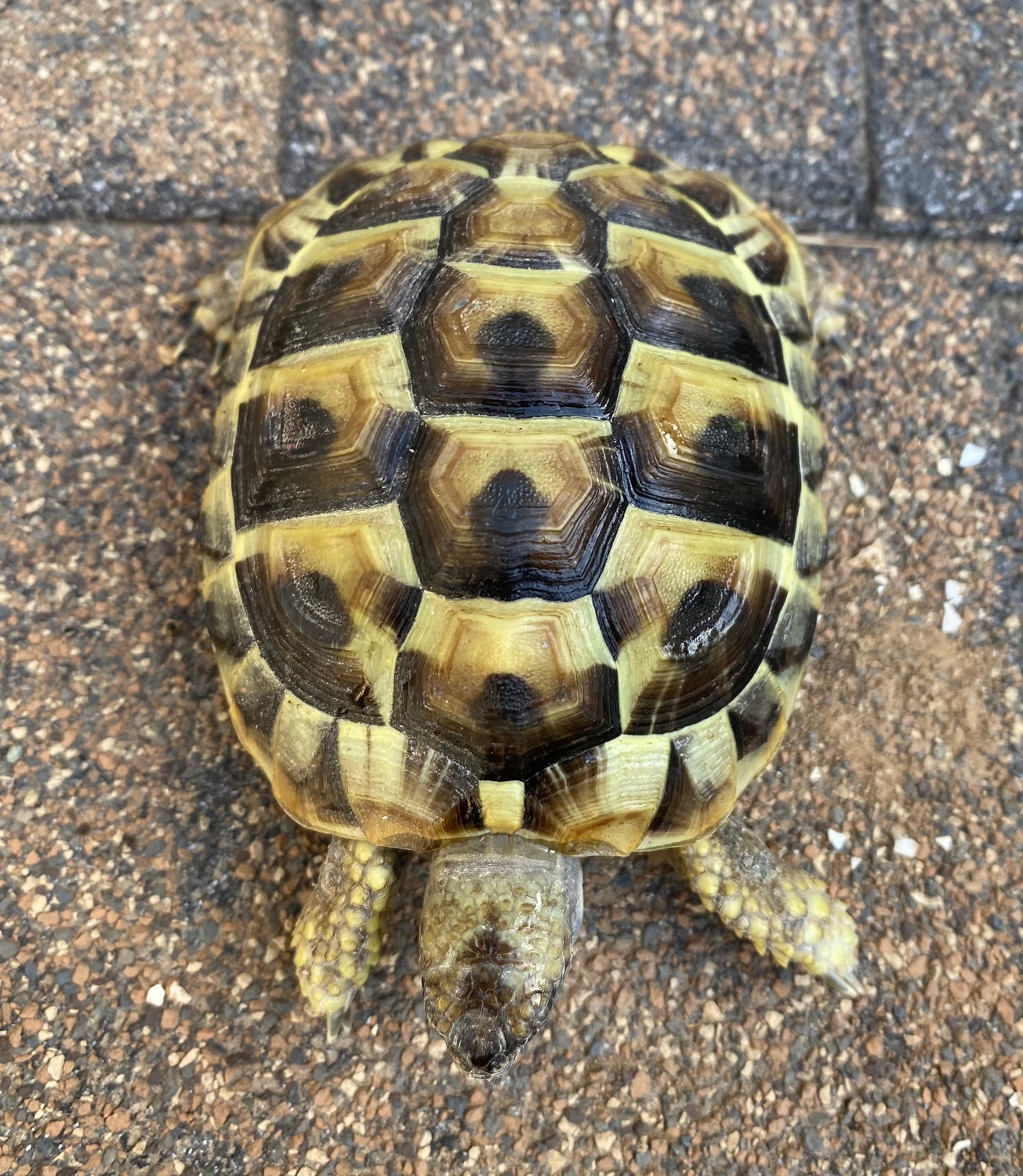 Yearling Eastern Tortoise Hermann's Tortoise by William Corwin ...