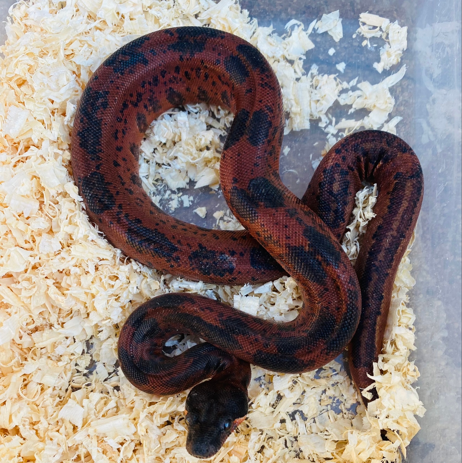 Hypo Blood Leopard Boa. 66% Het Kahl Albino And 66 Het Anery 2 Boa ...