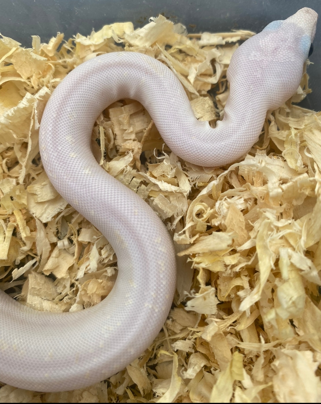 Super Fire Boa Speckled Boa Constrictor by William Corwin - MorphMarket