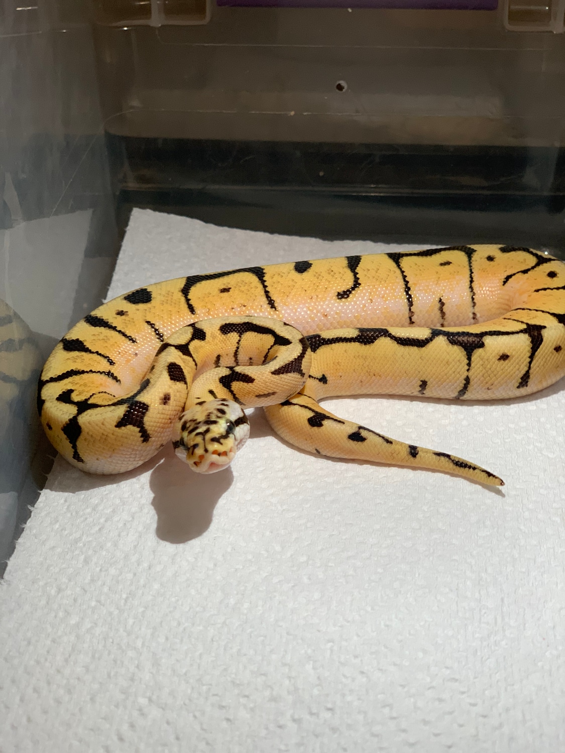 Bumblebee 100% Het Clown Ball Python by 203Exotics LLC. - MorphMarket