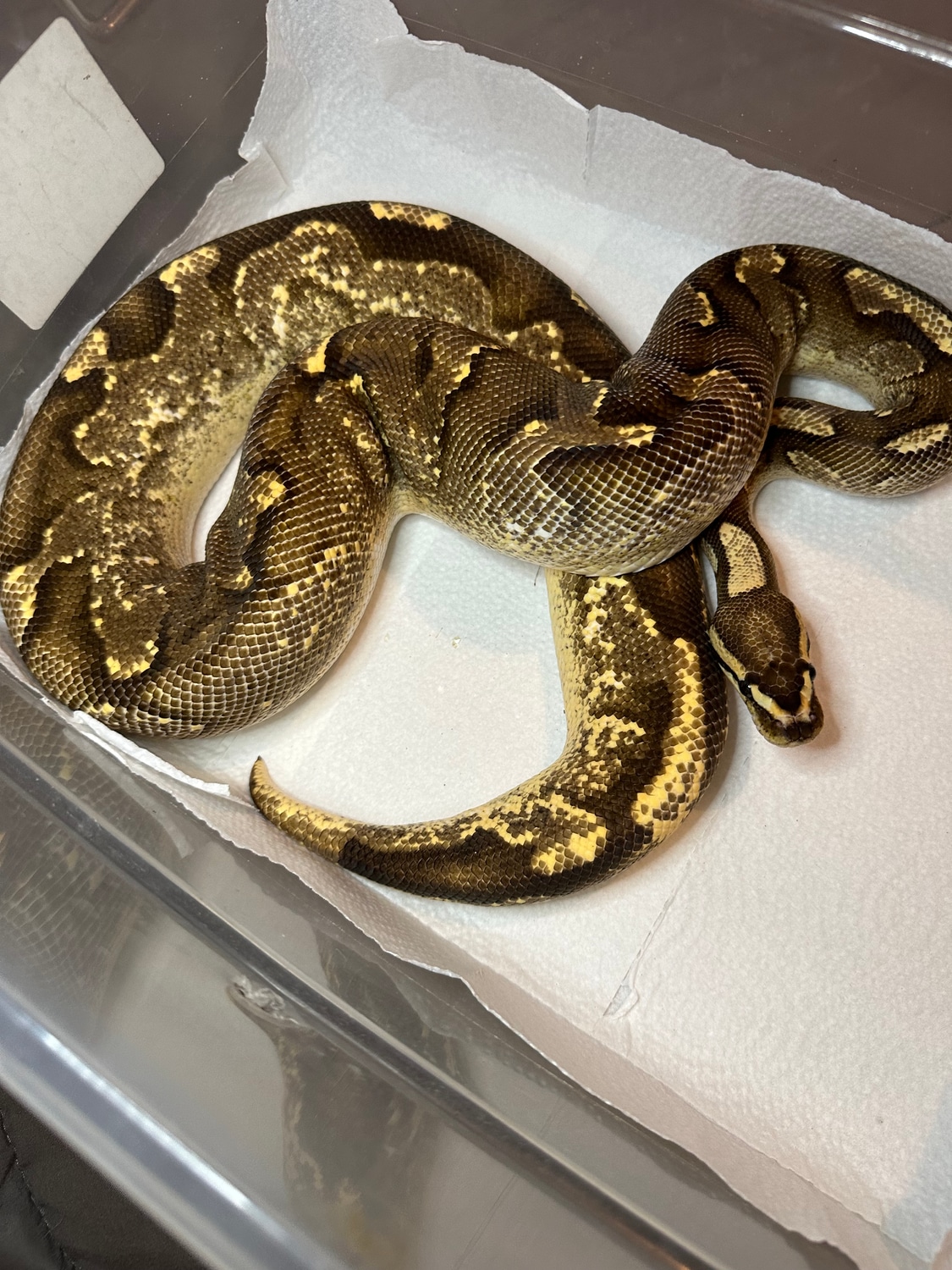 Fire Calico Yellowbelly Ball Python by 203Reptiles - MorphMarket