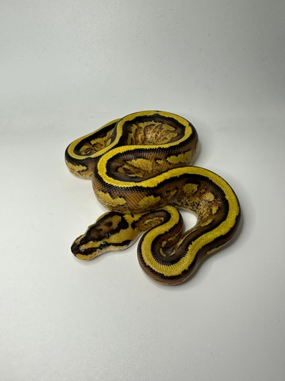 Super Stripe Ball Python by 203Reptiles