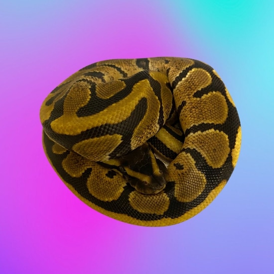 Baby Fire Ball Python by Neon Exotics