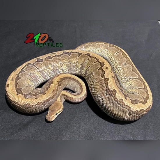 Mojave Pinstripe Ball Python by 210 Reptiles