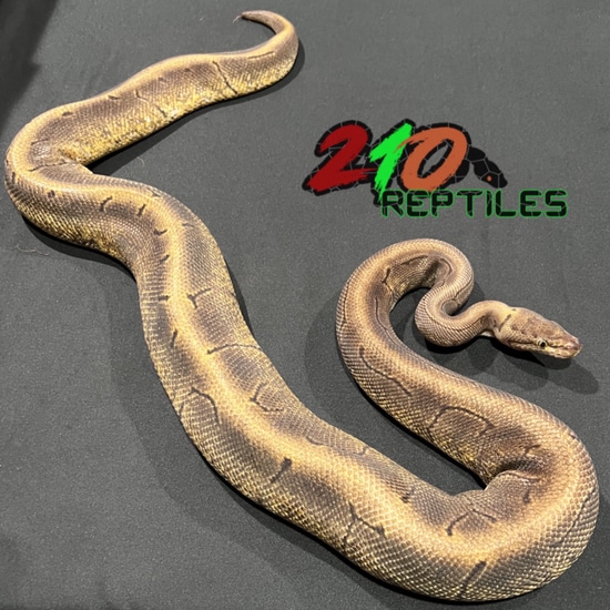 Ghi Spider Pin Ball Python by 210 Reptiles