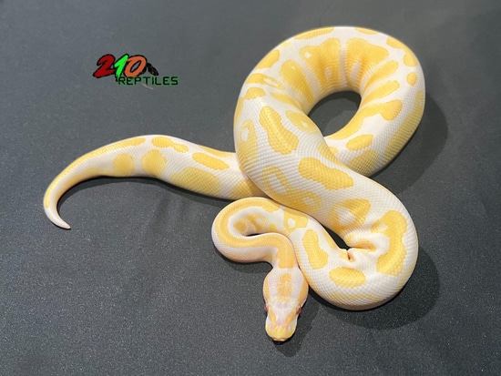 Blade Lavender Albino Het Pied 50 Clown Ball Python by 210 Reptiles