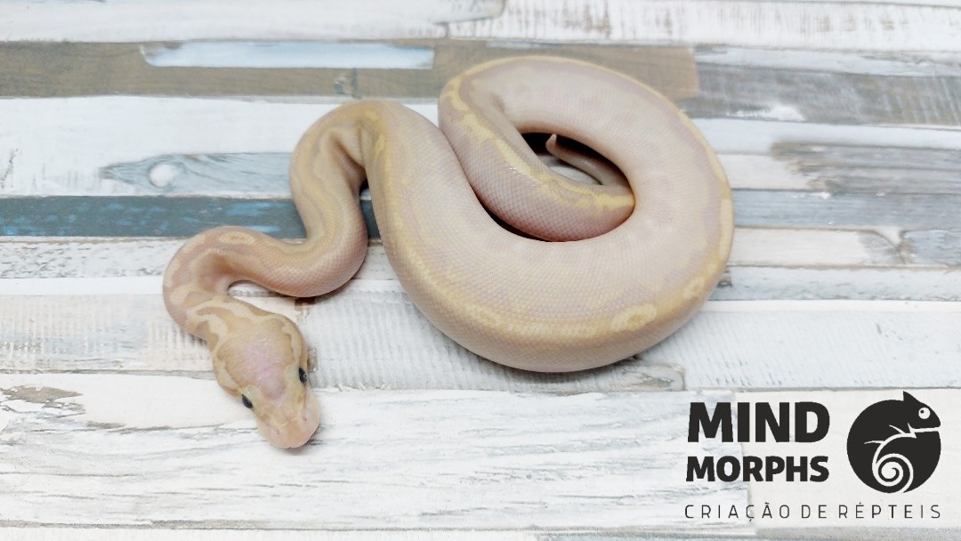 Bamboo Banana Ball Python by Mind-Morph captivity breeding project ...