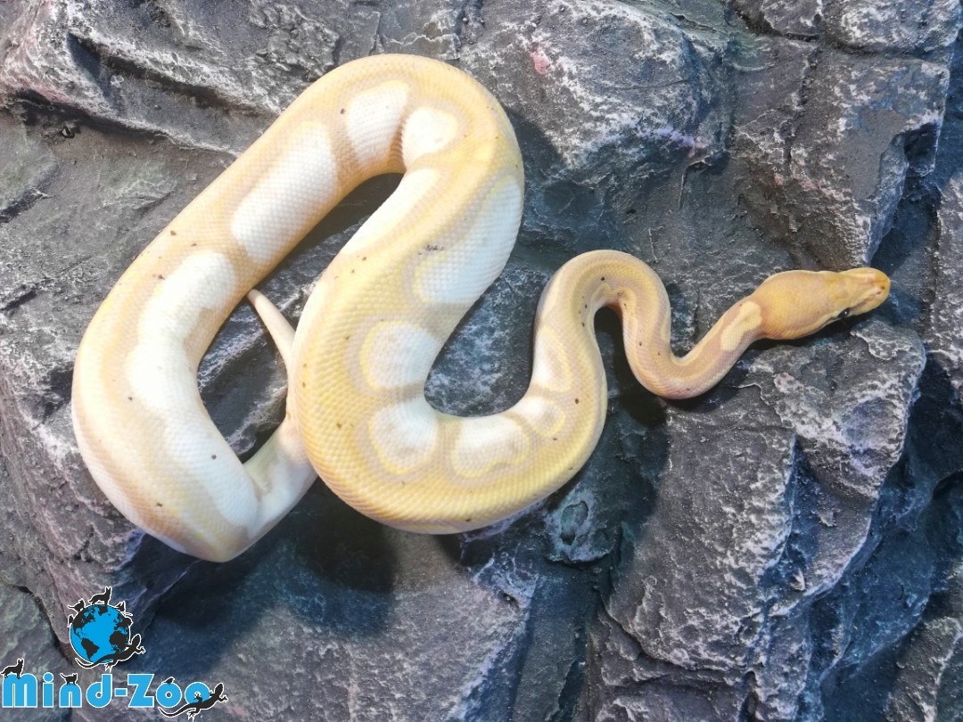 Pastel Calico Ball Python by Mind-Morphs captivity breeding project ...
