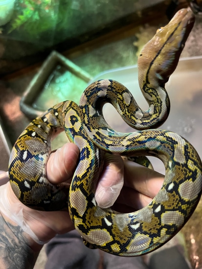 Normal Het Albino Reticulated Python by 219 Exotic Reptiles