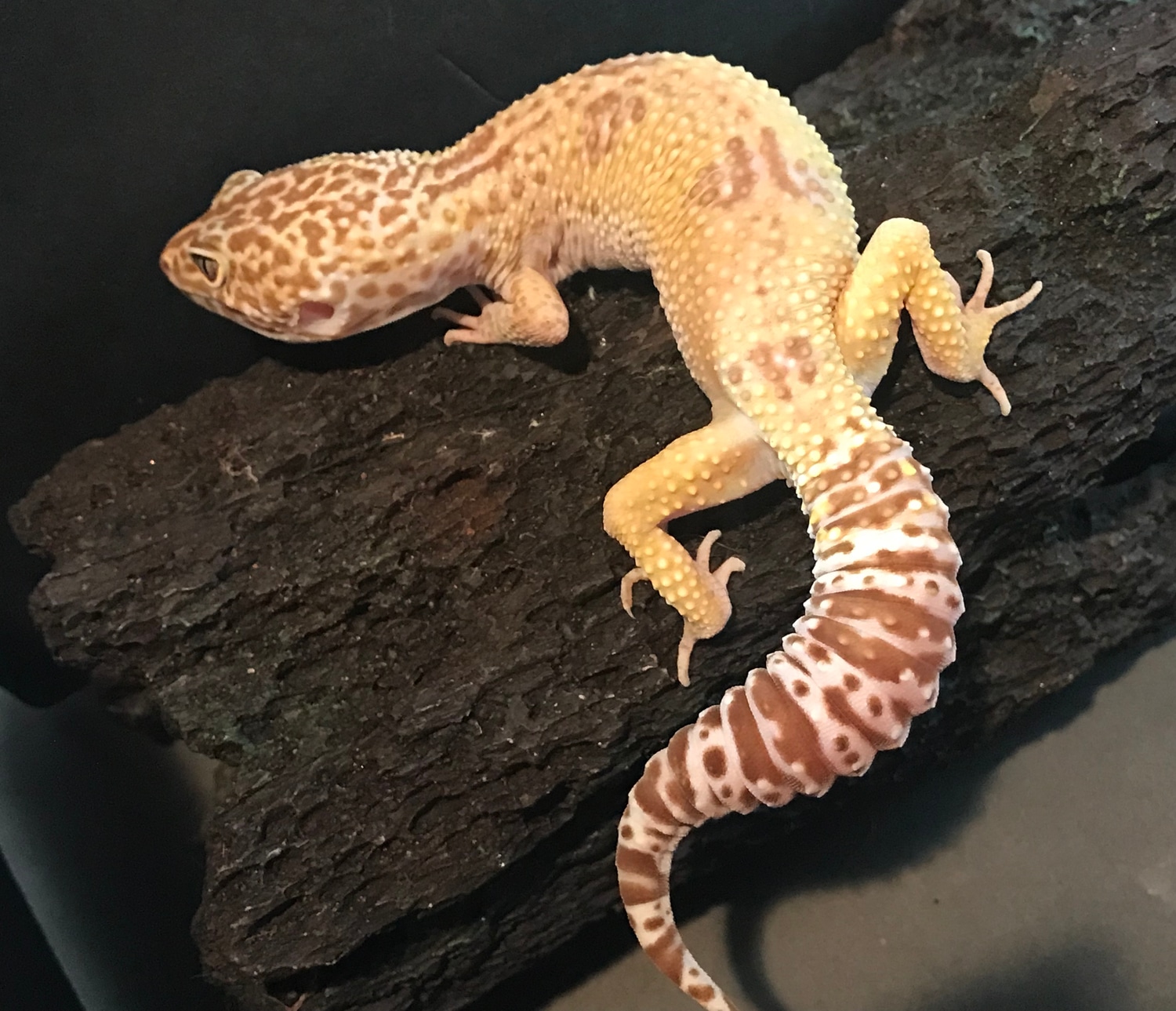 Albino Tremper, Snow Mack, Het Blizzard Leopard Gecko by Morph Monster ...