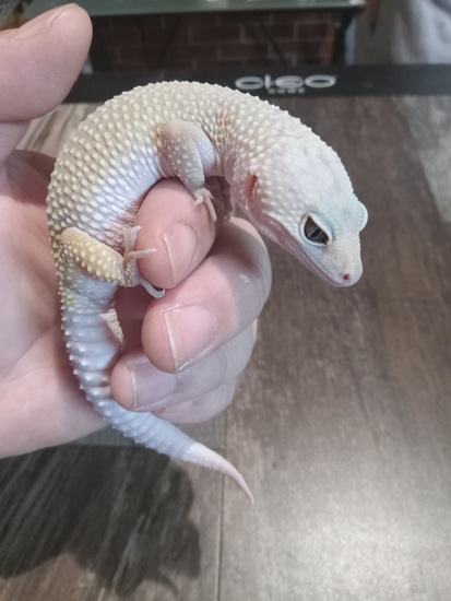 *FREE SHIPPING* Female Adult Blizzard Het Tremper Albino Proven Breeder Leopard Gecko by Morph ...