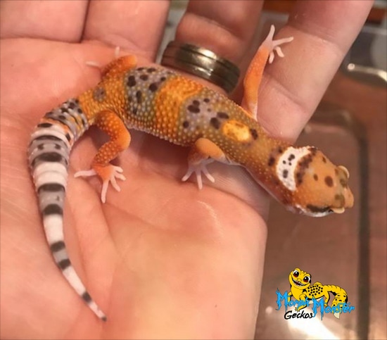 *FREE SHIPPING* Tangerine Blood Pos Het Tremper TSM Leopard Gecko by ...