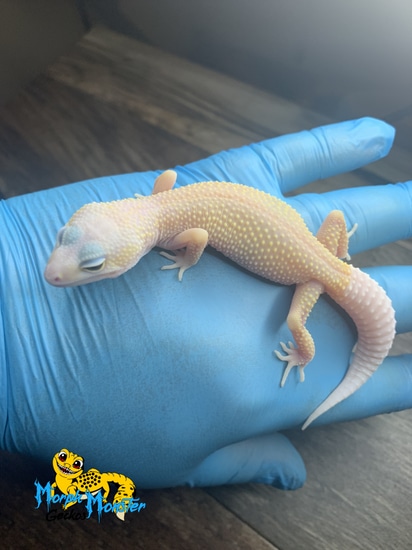 *FREE SHIPPING* Blazing Blizzard Het Albino(Tremper) Het Eclipse TSF Leopard Gecko by Morph ...
