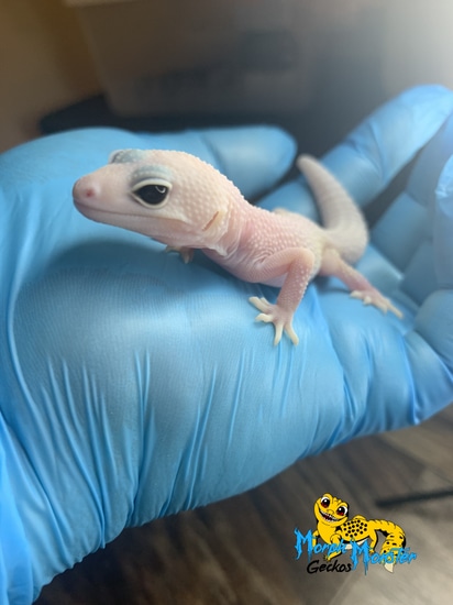 FREE SHIPPING Diablo Blanca TSF Leopard Gecko by Morph Monster Geckos