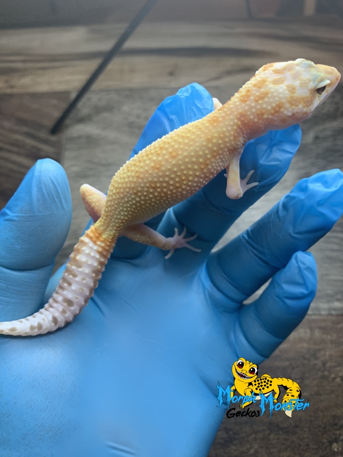 *FREE SHIPPING* Albino (Tremper) White & Yellow RAPTOR Leopard Gecko by ...