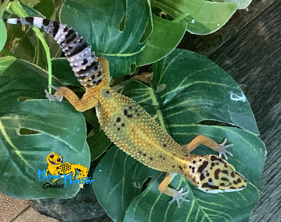 *FREE SHIPPING* Tangerine Emerine Pos Het Tremper TSF Leopard Gecko by ...