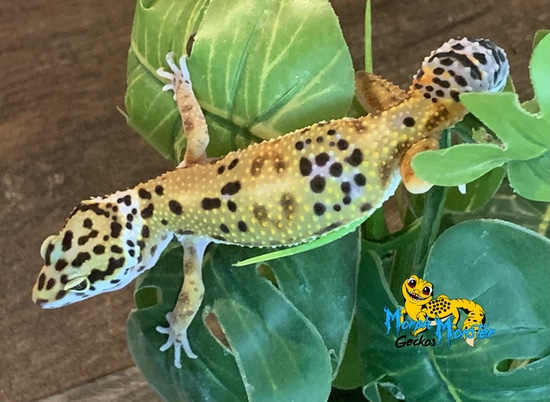 *FREE SHIPPING* Tangerine Emerine Pos Het Tremper TSF Leopard Gecko by ...