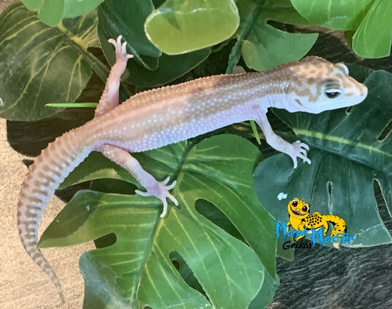 *FREE SHIPPING* Super Snow Tremper Bold TSF Leopard Gecko by Morph ...