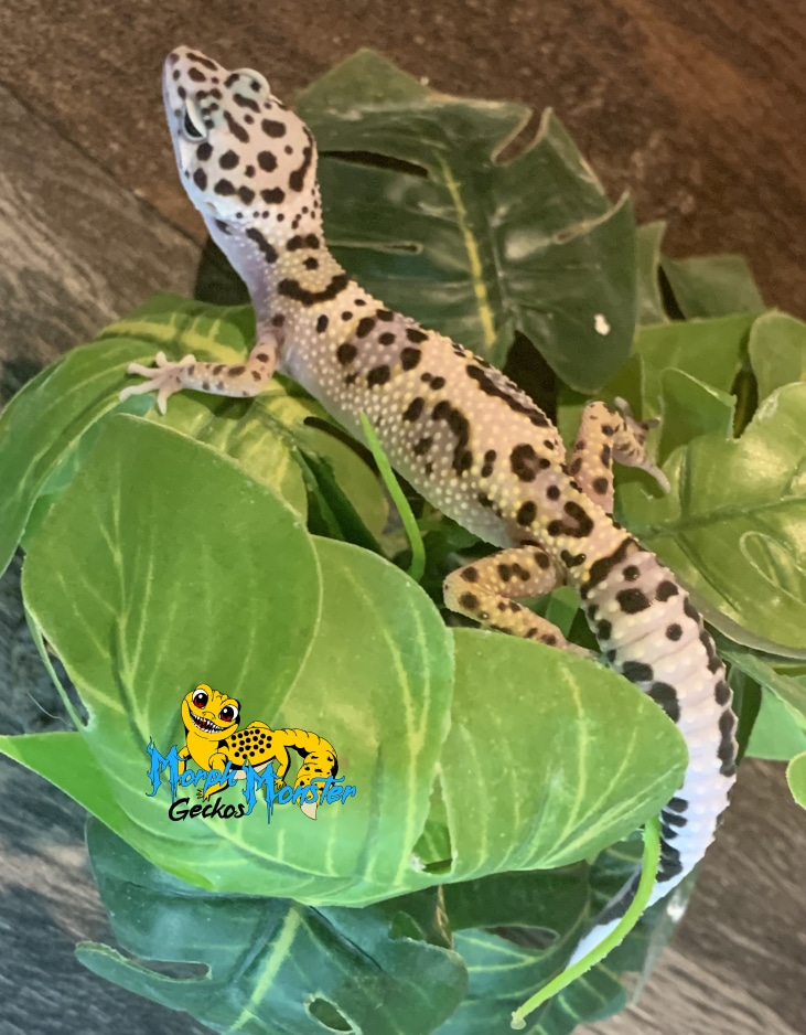 *FREE SHIPPING* Snow (Mack) Lavender Jungle Blood Tangerine Cross Het ...