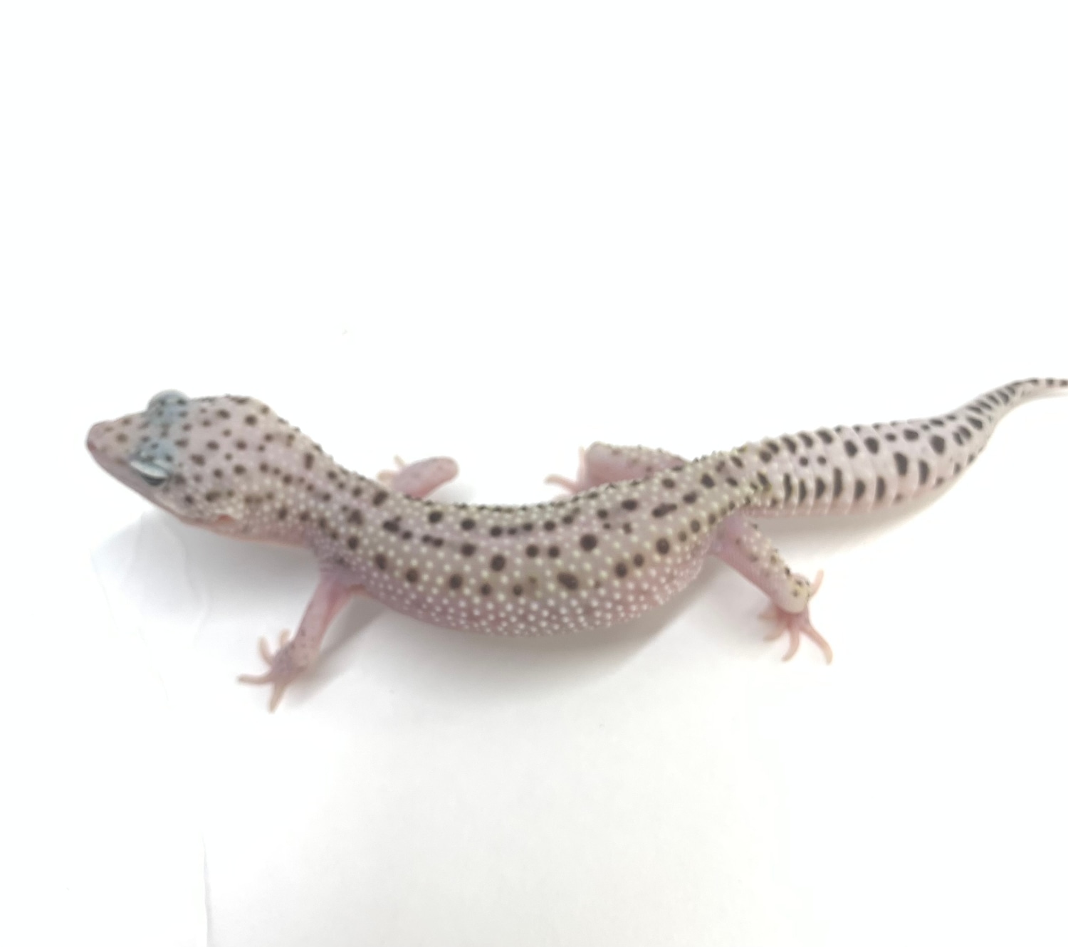 *FREE SHIPPING* Super Snow Mack Tremper, Eclipse TSF Leopard Gecko by ...