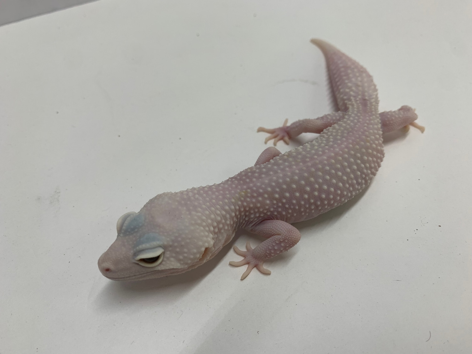 Proven Breeder Female White & Yellow Super Snow *FREE SHIPPING* Leopard ...