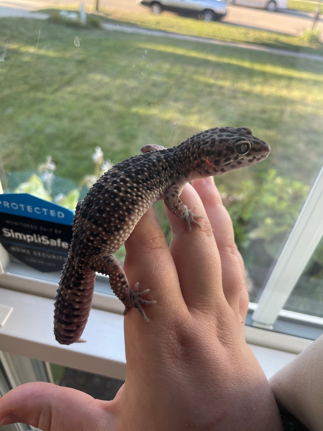 Melanistic Mack Snow Het Murphy’s Patternless Leopard Gecko by Haven 4 ...