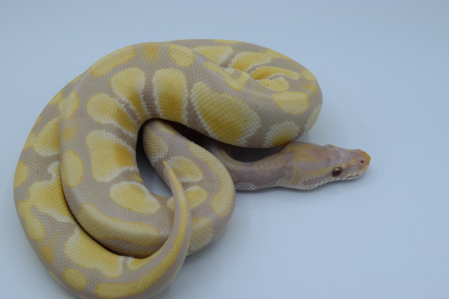 Toffino Ball Python by A.S reptiles - MorphMarket