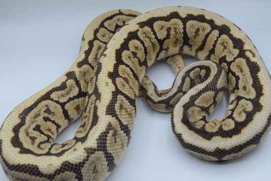 Powerball Ball Python by A.S reptiles