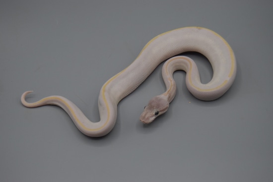 Opal Diamond Ball Python by A.S reptiles