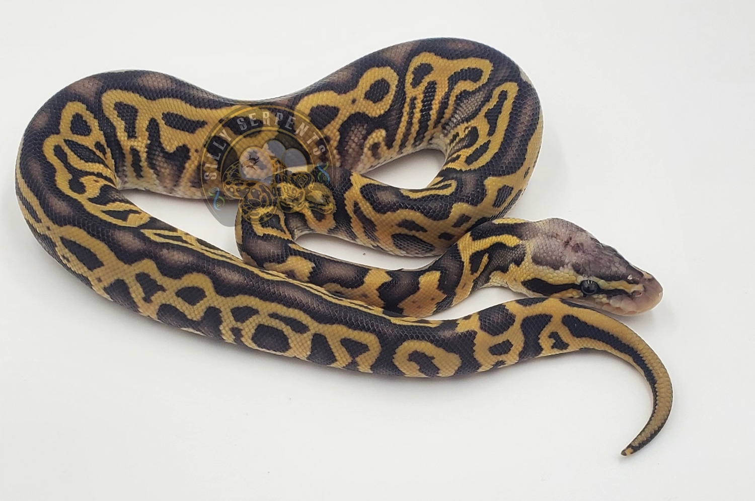 Pastel Leopard Hypo Het Clown Ph DG Pied Ball Python by Silly Serpents ...