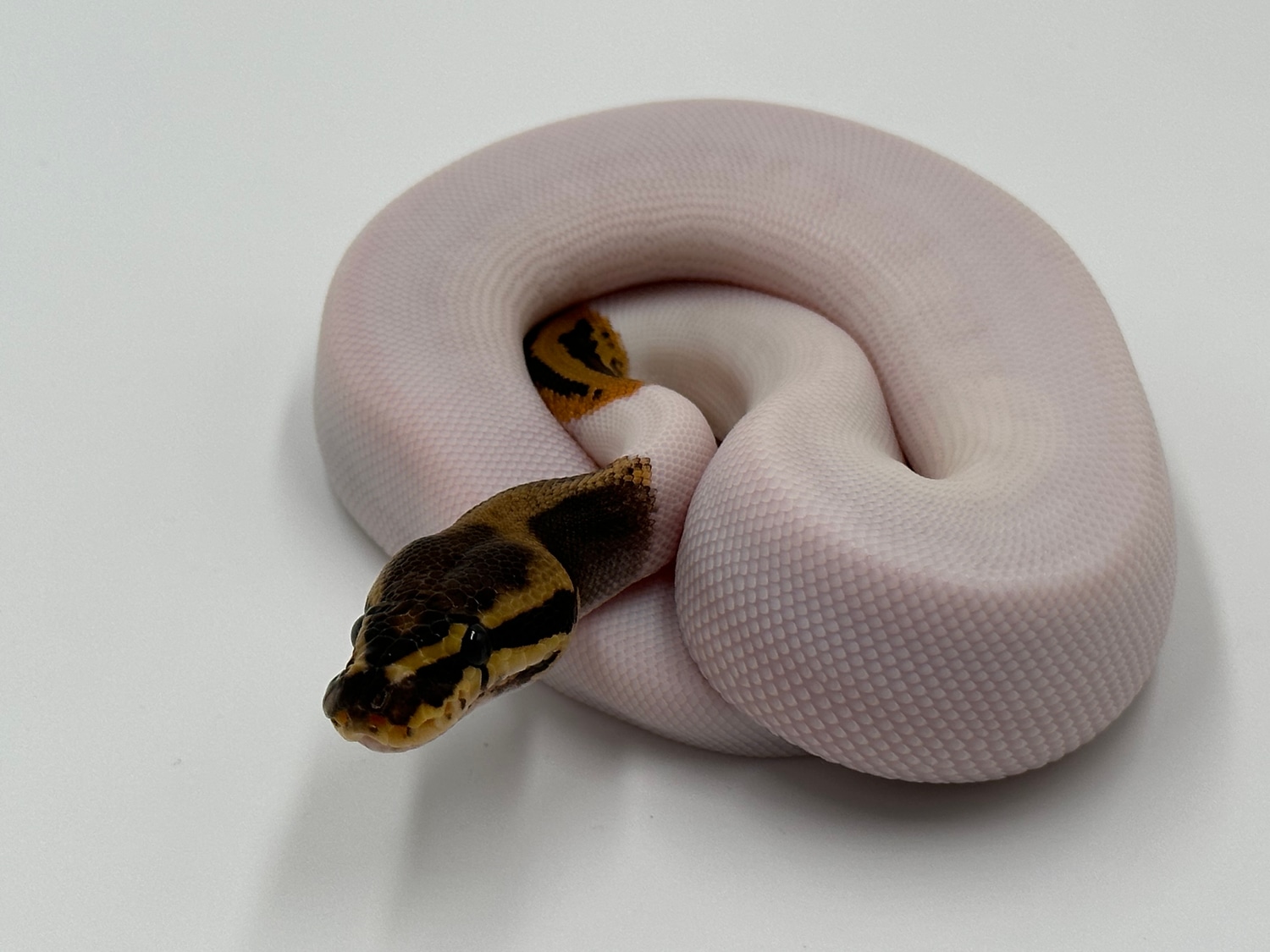 Leopard Pied Het Clown PH Hypo Ball Python by Silly Serpents - MorphMarket