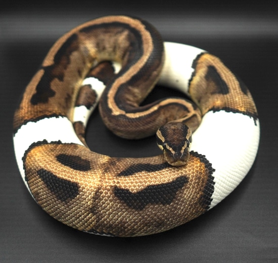 1.0 Pied Het Ultramel Ball Python by SillySerpents