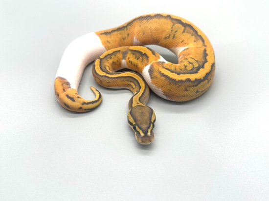 0.1 OD Hypo Pied Het Sunset Ball Python by SillySerpents