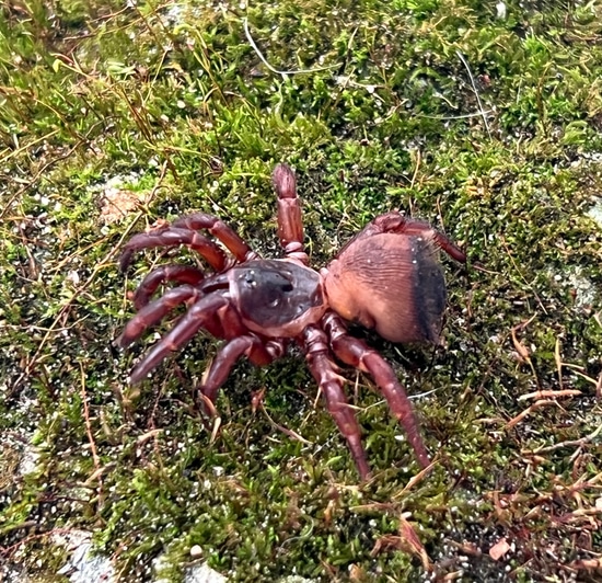 Chinese Hourglass Trapdoor Spider by Two Amigos Import & Export