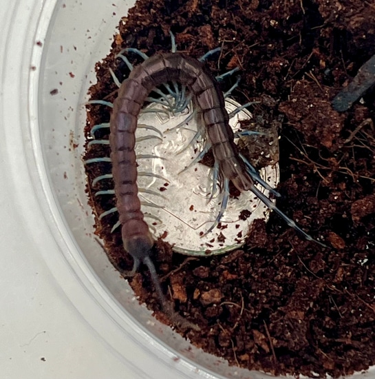 Nigerian Blue Legged Centipede CB by Two Amigos Import & Export