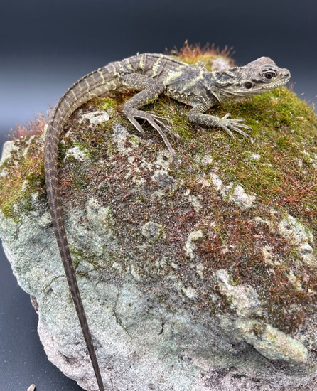 Sulawesi Giant Sailfin Dragon- Hydrosaurus Microlophus by Two Amigos ...