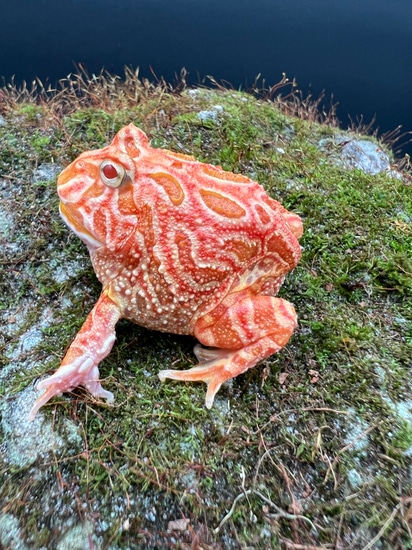 Strawberry Pacman Frog by Two Amigos Import & Export