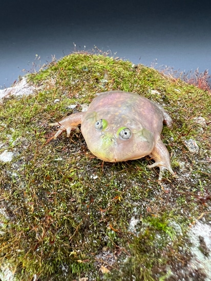 Budget Frog Other Frog by Two Amigos Import & Export