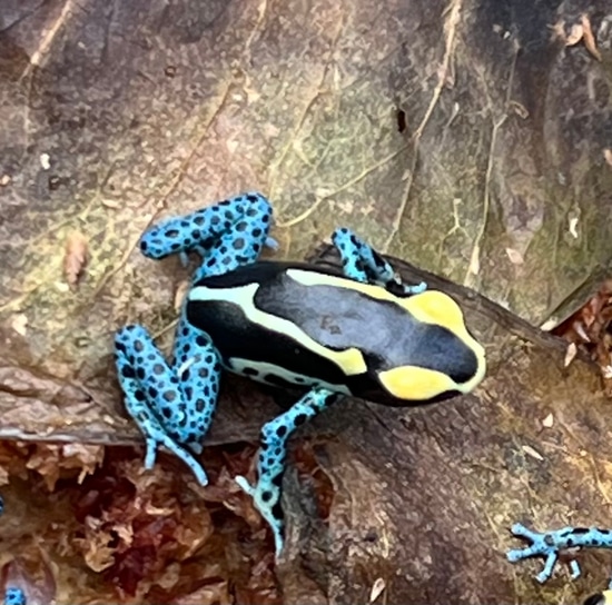 Dendrobates Tinctorius 'Powder Blue' |Captive Bred Dyeing Dart Frog by ...